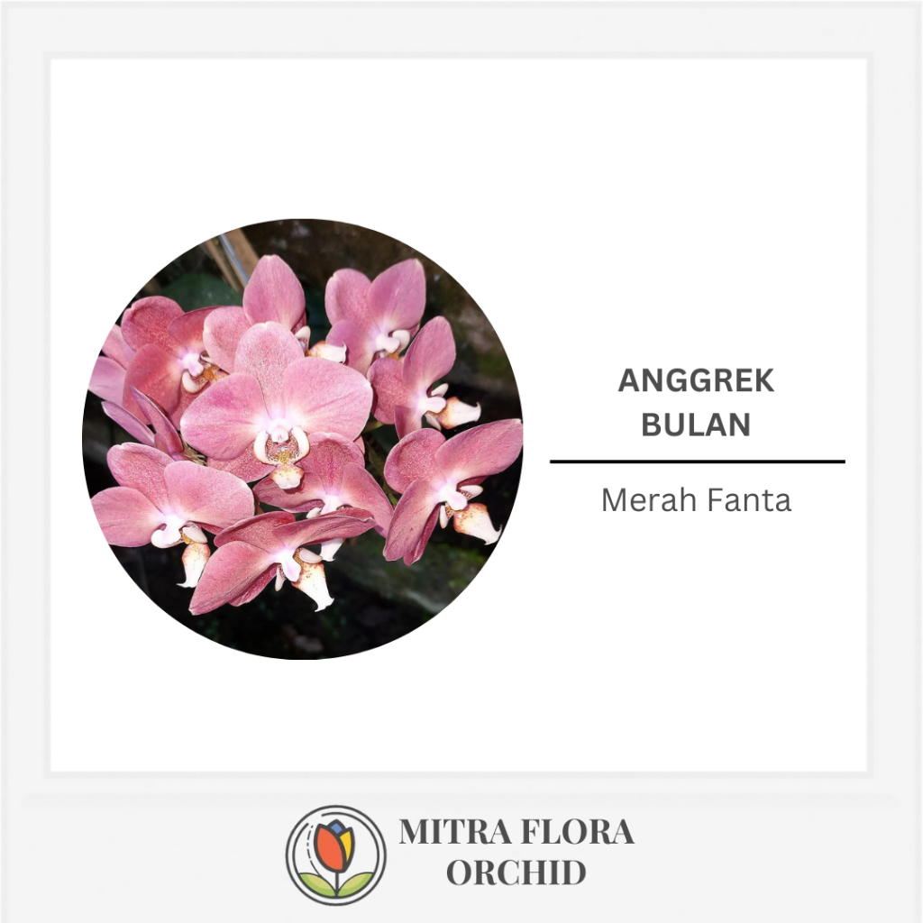 Jual Anggrek Bulan Medium Merah Fanta | Shopee Indonesia