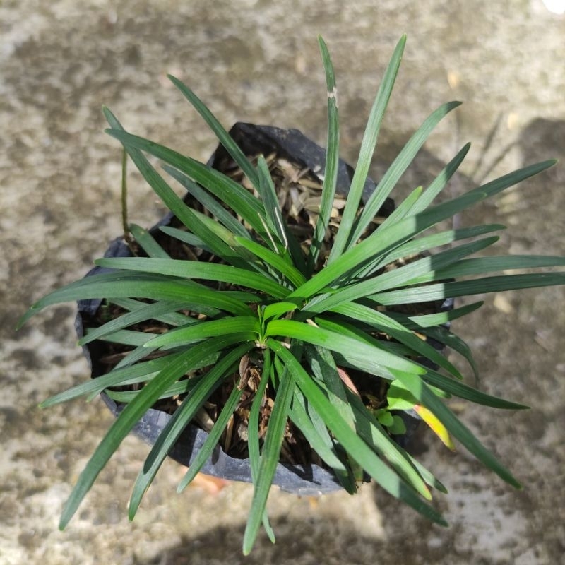 Jual Paket Hemat 50 pcs Rumput Mini atau kucai mini | Shopee Indonesia