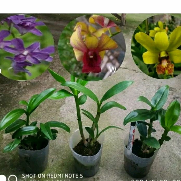 Jual bibit anggrek 3 jenis dewasa-angrek ungu-angrek hijau-angrek ...