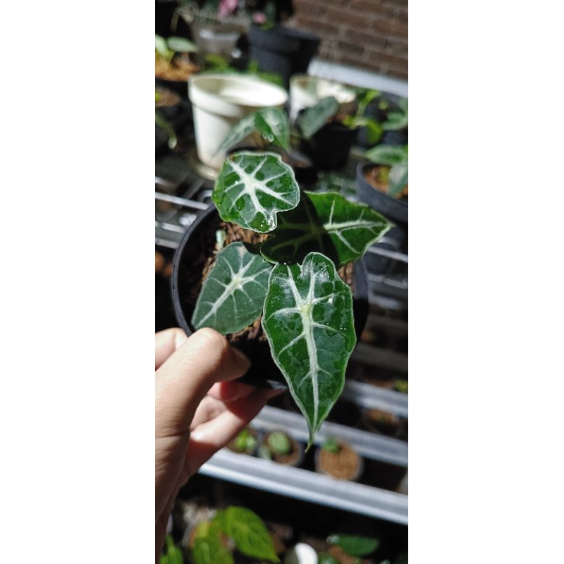 Jual Alocasia Parasol Mini | Shopee Indonesia