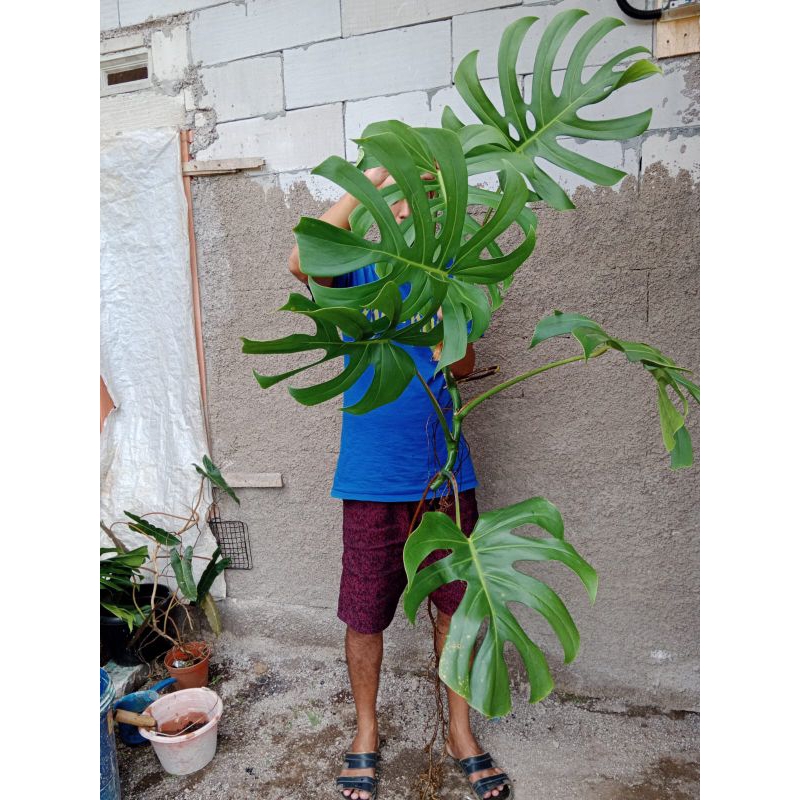 Jual Monstera Brazilian Form Besar 6 Daun | Shopee Indonesia
