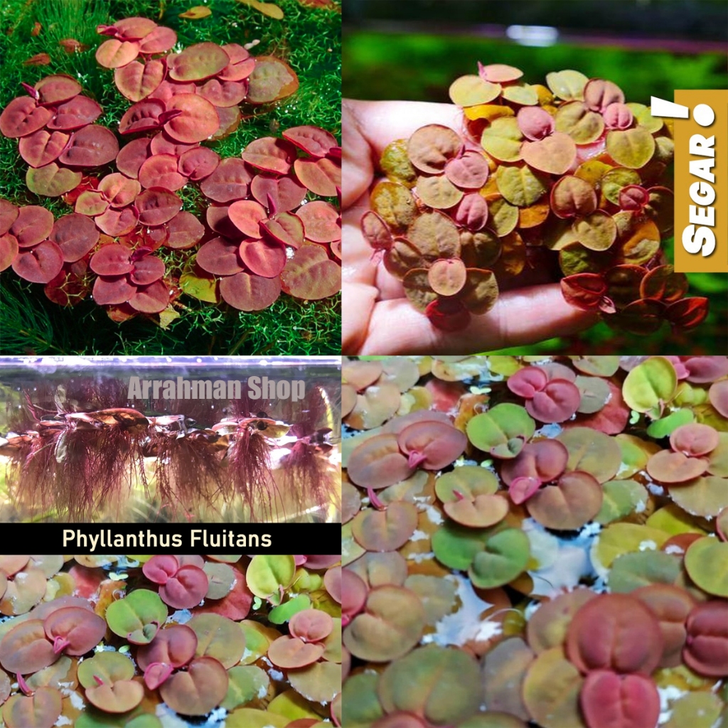 Jual frogbit merah - tanaman apung aquascape philantus fluitans akar ...