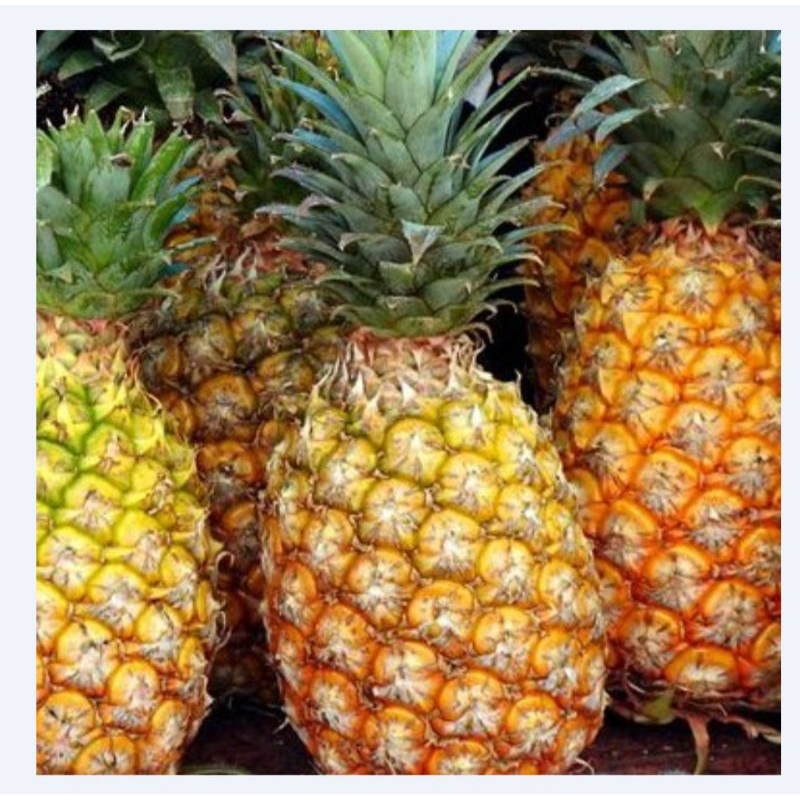 Jual BUAH NENAS 1 buah | Shopee Indonesia