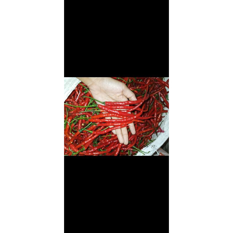 Jual cabe merah keriting | Shopee Indonesia