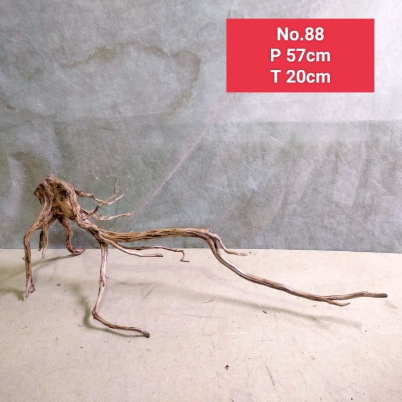 Jual akar Rasamala size XL 088 akar aquascape aquarium | Shopee Indonesia