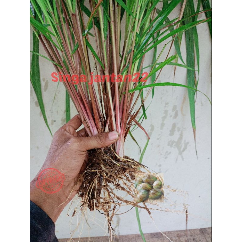 Jual Serai merah Utuh tanpa potong daun 1 kg sereh wangi berakar ...