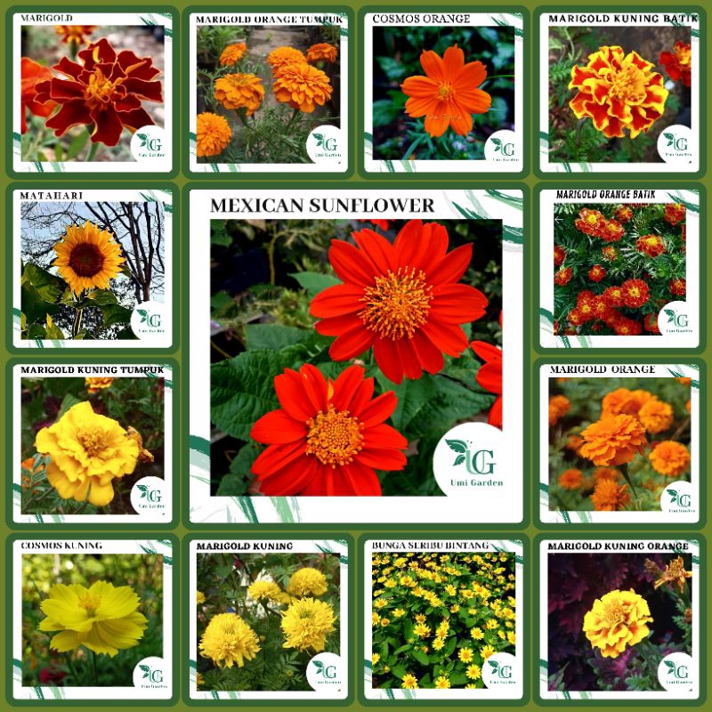 Jual Aneka Warna Benih Biji Bunga Marigold Kuning Batik Cosmos Mexican ...
