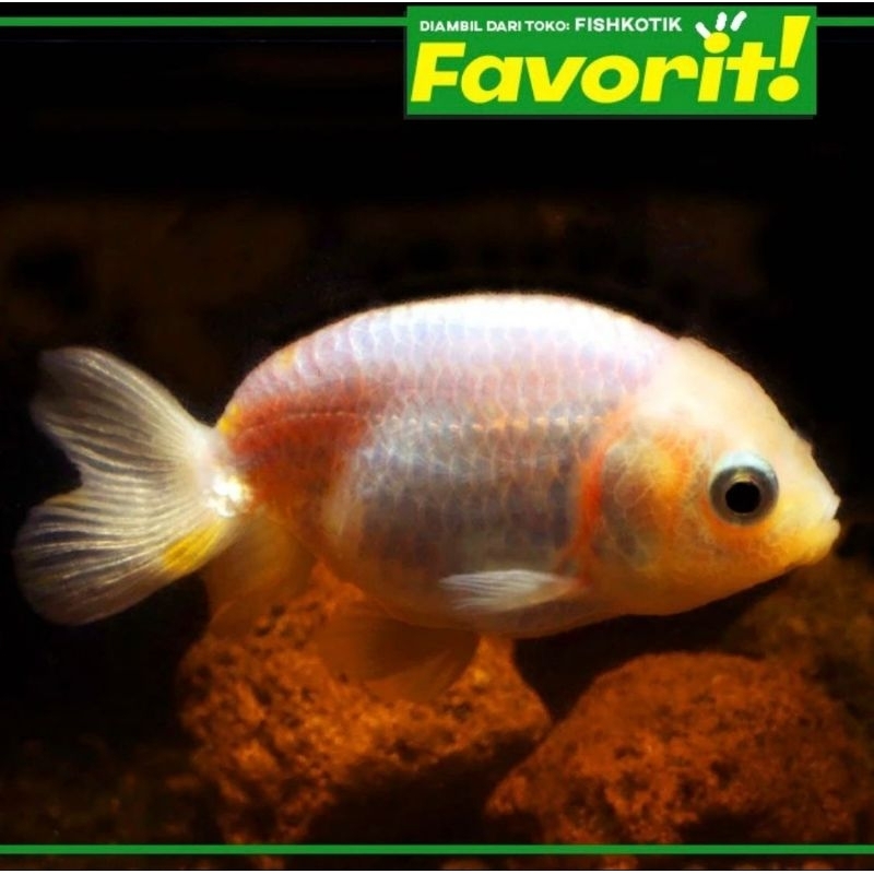 Jual Koki Pink Ranchu (L) Ikan Hias Aquascape Hiasan Aquarium Tanaman ...