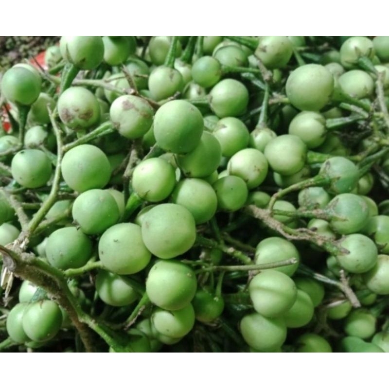 Jual Buah cepokak segar buah takokak segar 500 gram | Shopee Indonesia