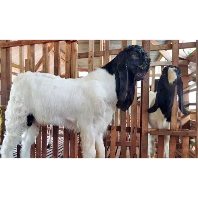 Jual KAMBING PE( PERANAKAN ETAWA ) | Shopee Indonesia