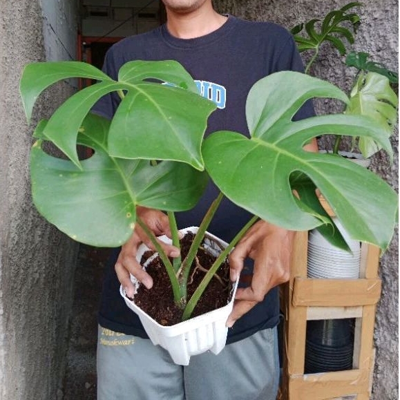 Jual Tanaman Hias Monstera Brazilian Form | Shopee Indonesia