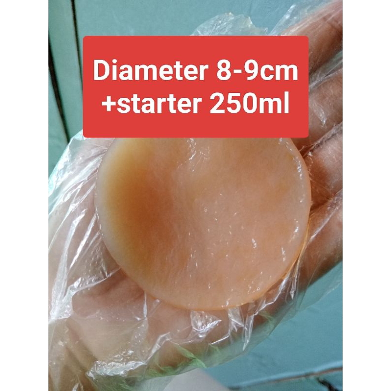 Jual bibit kombucha mini diameter 8-9cm/ scoby kombucha mini/ scoby ...