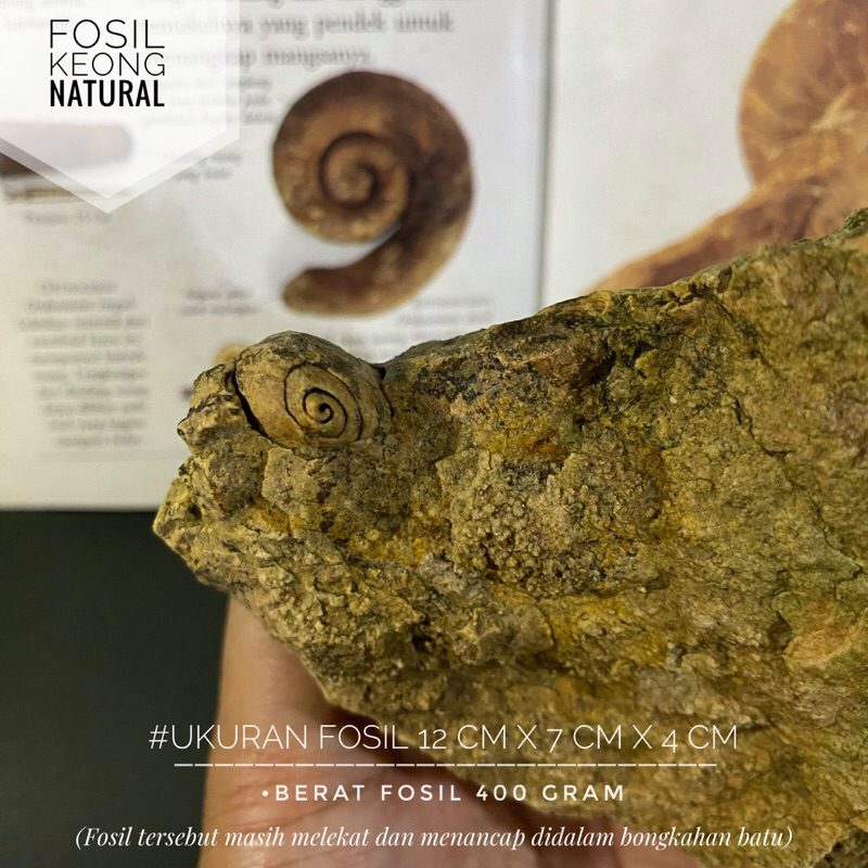 Jual Bongkahan Fosil Keong Natural B96 atau Fossil Gastropoda atau ...