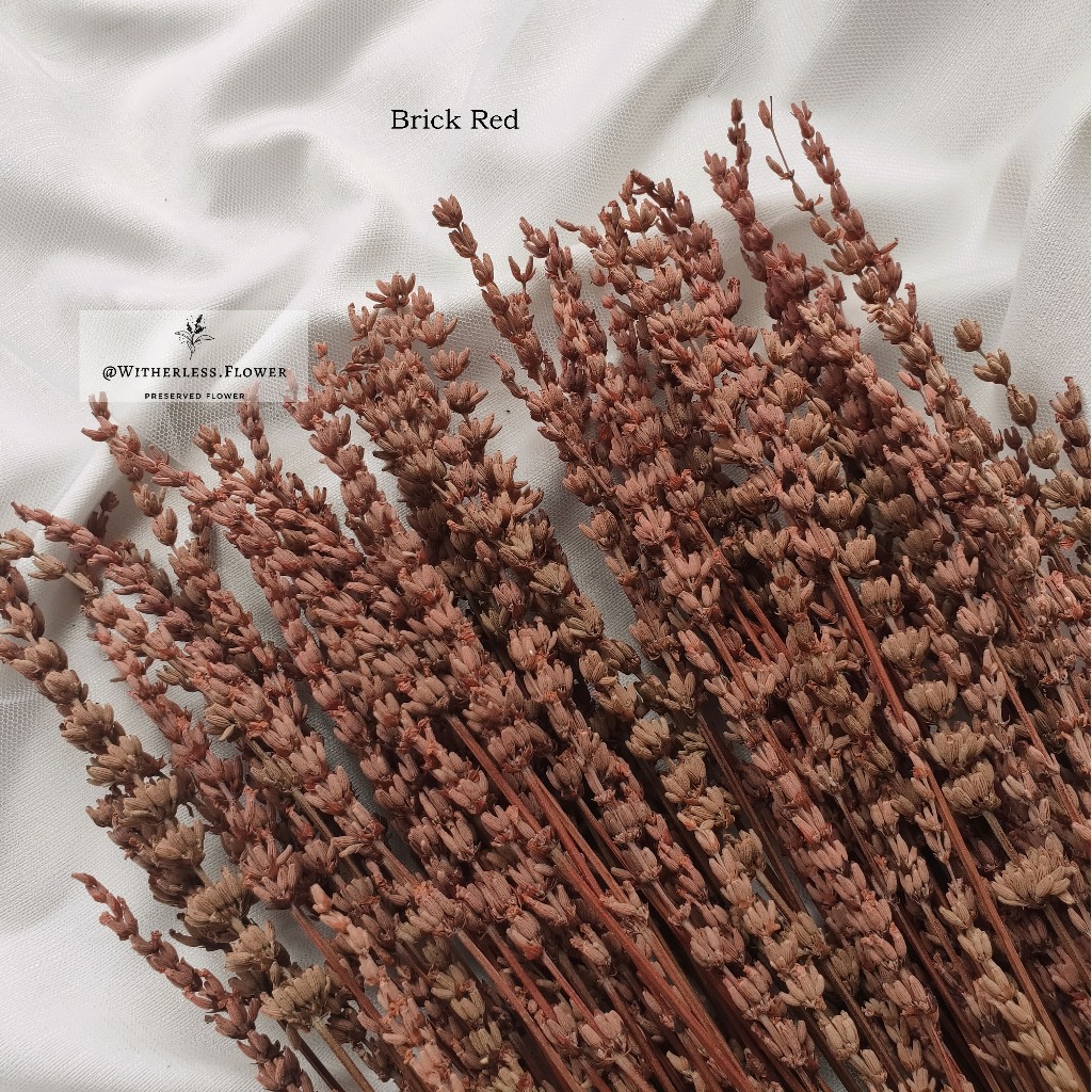 Jual 10 Tangkai Preserved Lavender / Dried Flower Awetan / Bunga Kering ...
