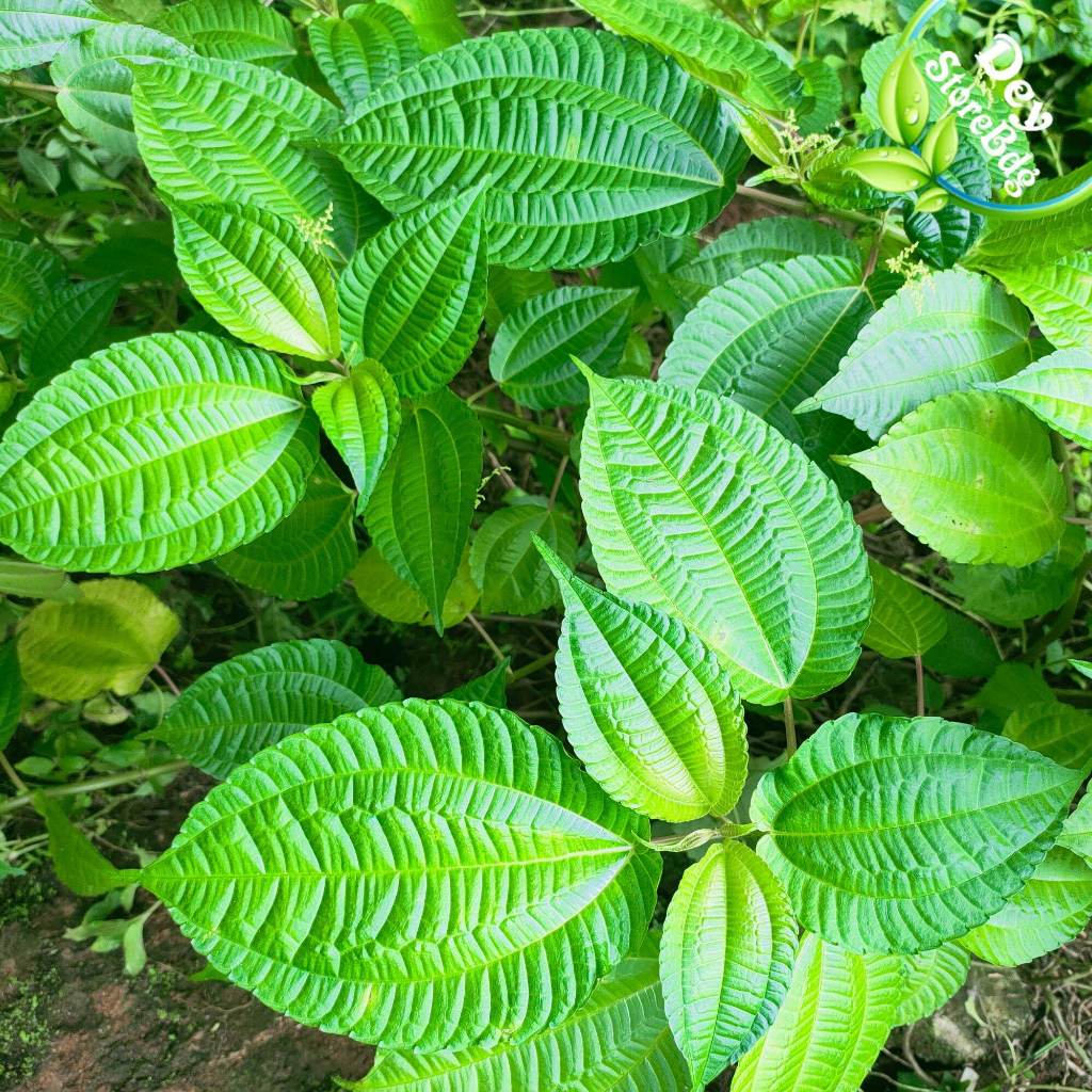 Jual Daun Poh Pohan Segar Fresh Untuk Sayuran Lalapan | Shopee Indonesia