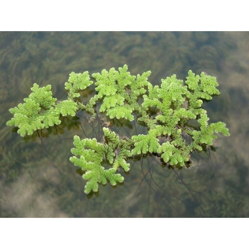 Jual Azolla microphylla per cup (BELI 4 GRATIS 1) Azola tanaman pakan ...
