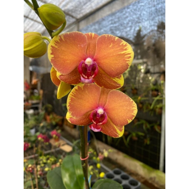 Jual Anggrek Bulan Oren Splash Mutasi | Shopee Indonesia
