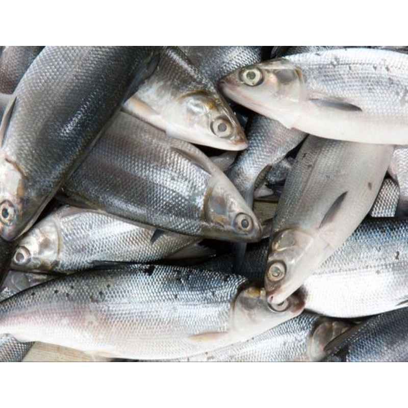 Jual Ikan Bandeng,ikan bolu (tulis di catatan potongan masak / bakar ...