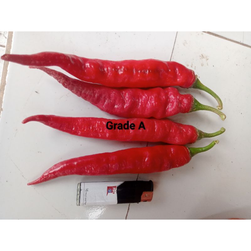 Jual Cabe merah besar tanjung 1 kg | Shopee Indonesia
