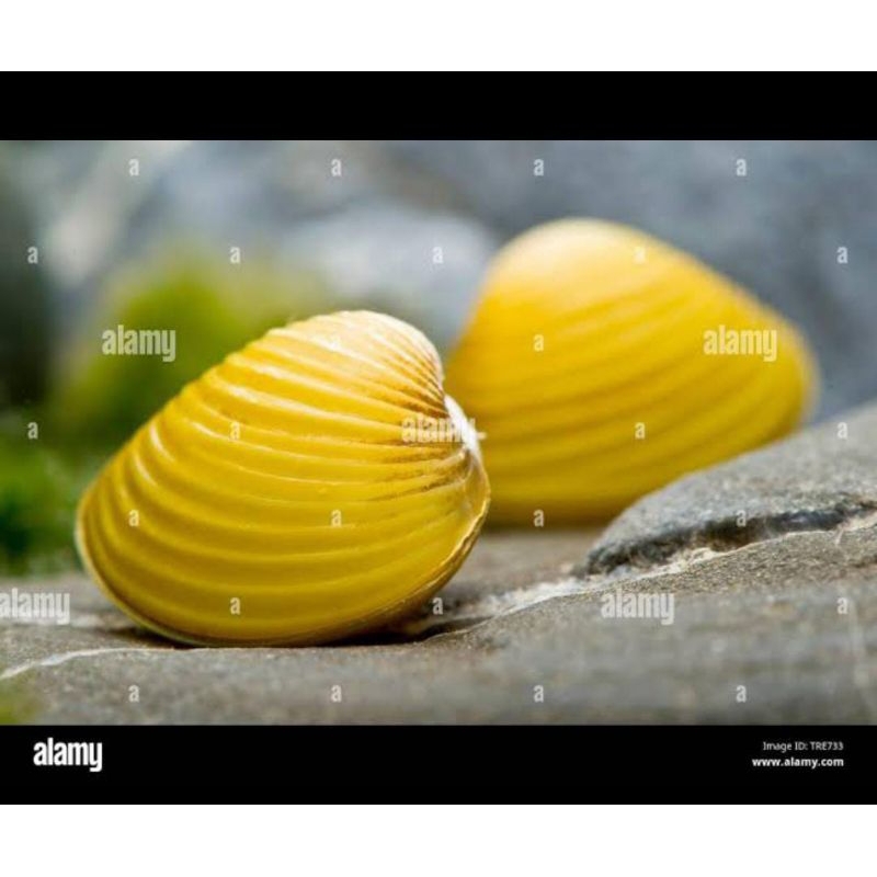 Jual Remis kerang kuning 10 biji / hidup / air tawar | Shopee Indonesia