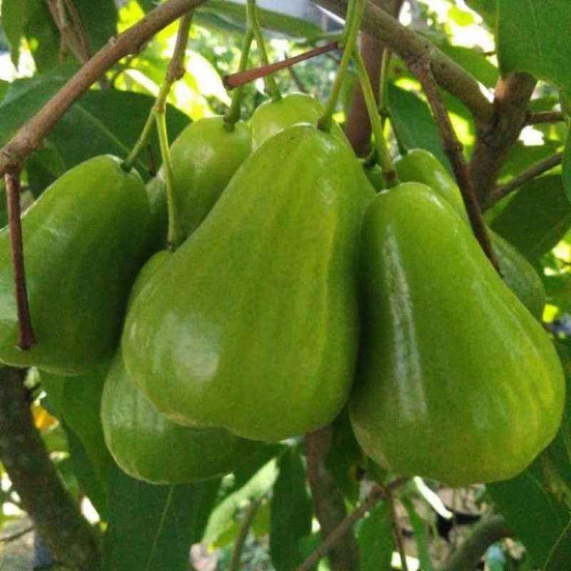 Jual Bibit Jambu Air Green Giant valid | Shopee Indonesia