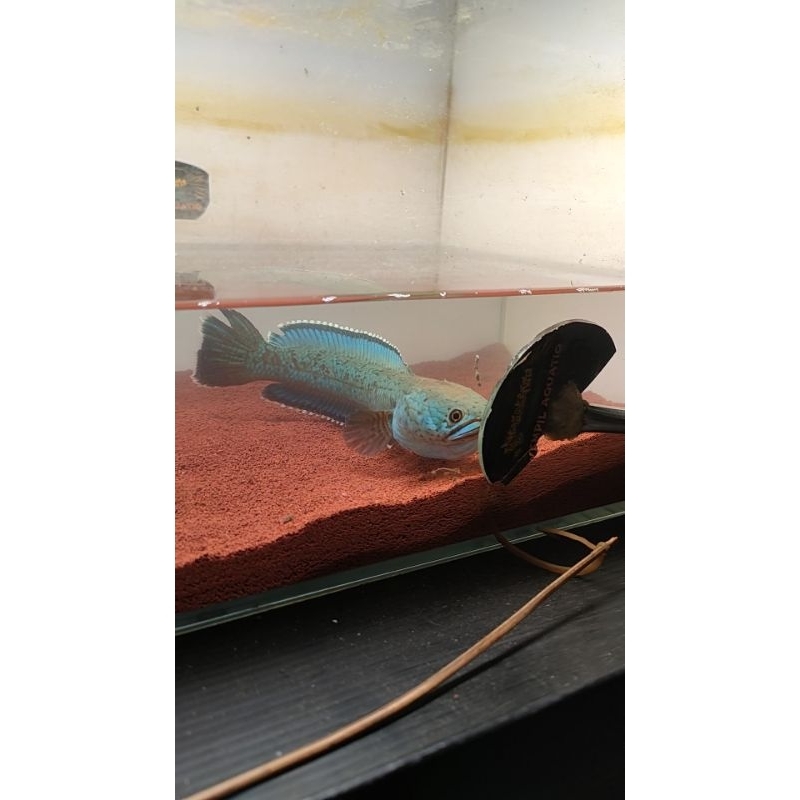 Jual channa red mozaic asli impor | Shopee Indonesia