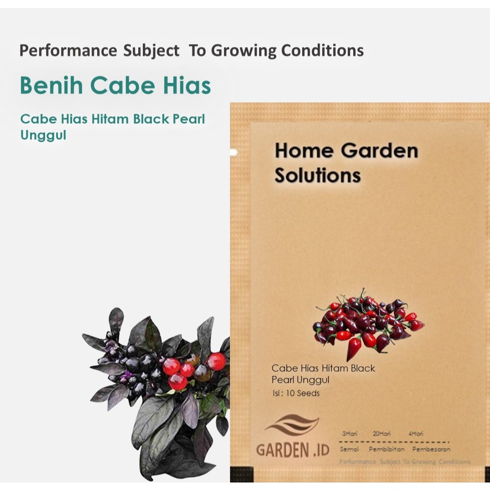 Jual Benih Bibit Cabe Hias Hitam Black Pearl Unggul ( isi 10 Biji ...