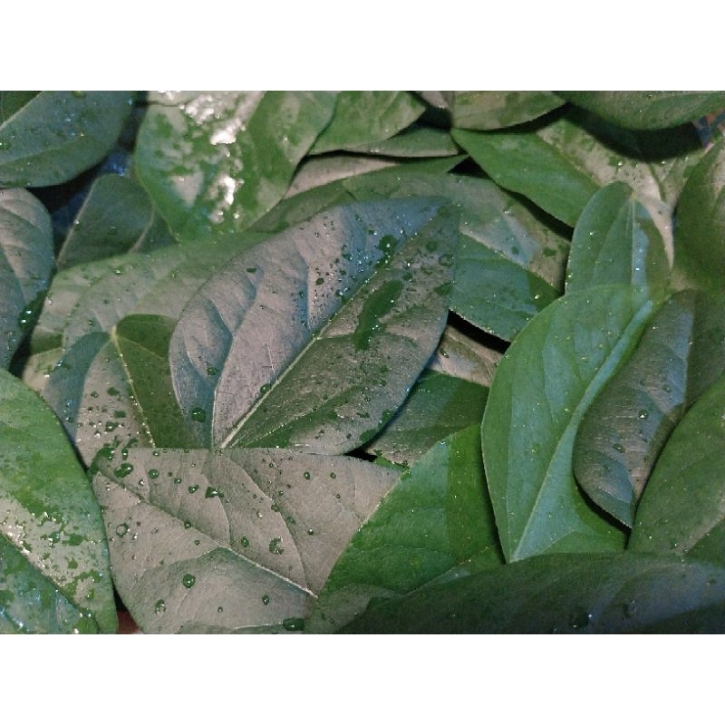 Jual Daun Cincau Hijau Rambat Organik 100gr (80-100 lembar daun ...