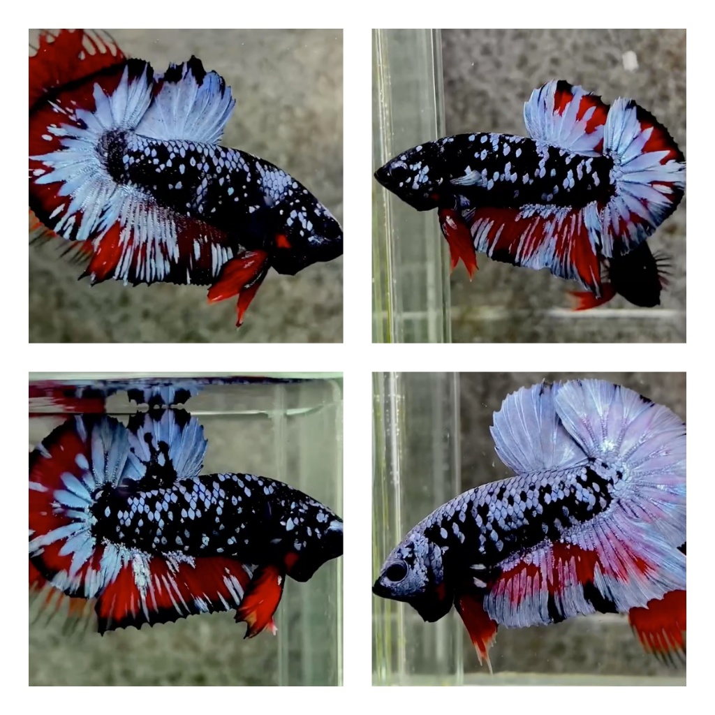 Jual AVATAR GORDON / NEBULA TOP GRADE BEST SELLER | Shopee Indonesia