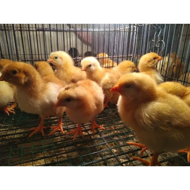 Jual Ecer Bibit Anak Ayam Merawang DOC Kampung Merawang Anakan Eceran ...