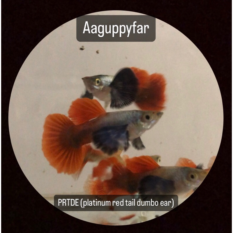 Jual Sticker Guppy PRTDE | Shopee Indonesia