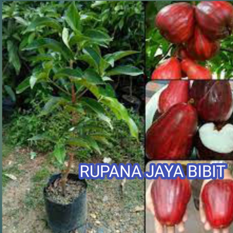 Jual Bibit jambu BOL / JAMAIKA ( Bibit ukuran JUMBO di krm full media ...