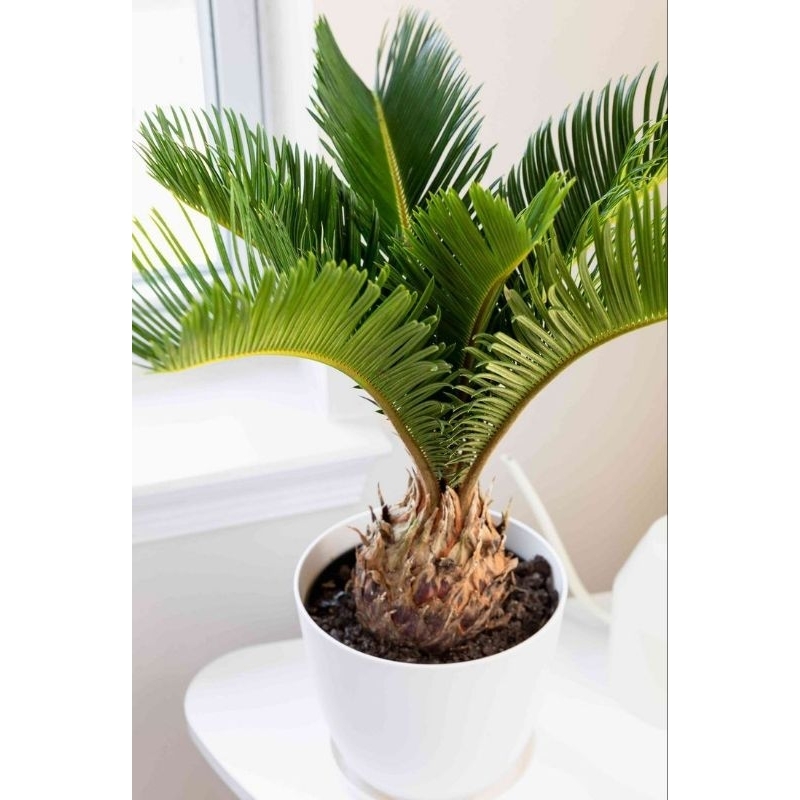 Jual Tanaman Hias Palem Sikas / Mawar Jambe / Cycas Revoluta / Sego ...