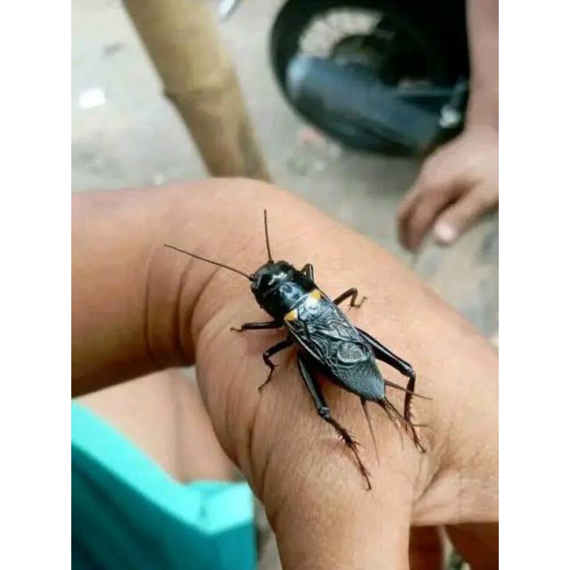 Jual jangkrik | Shopee Indonesia