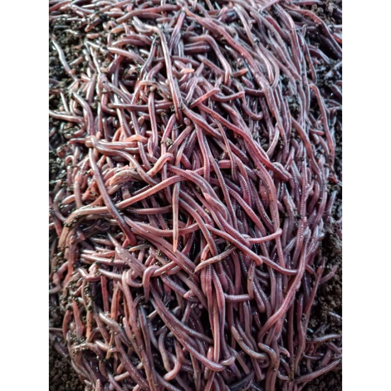 Jual Cacing tanah Anc Pakan burung & umpan mancing premium / 500 gram ...