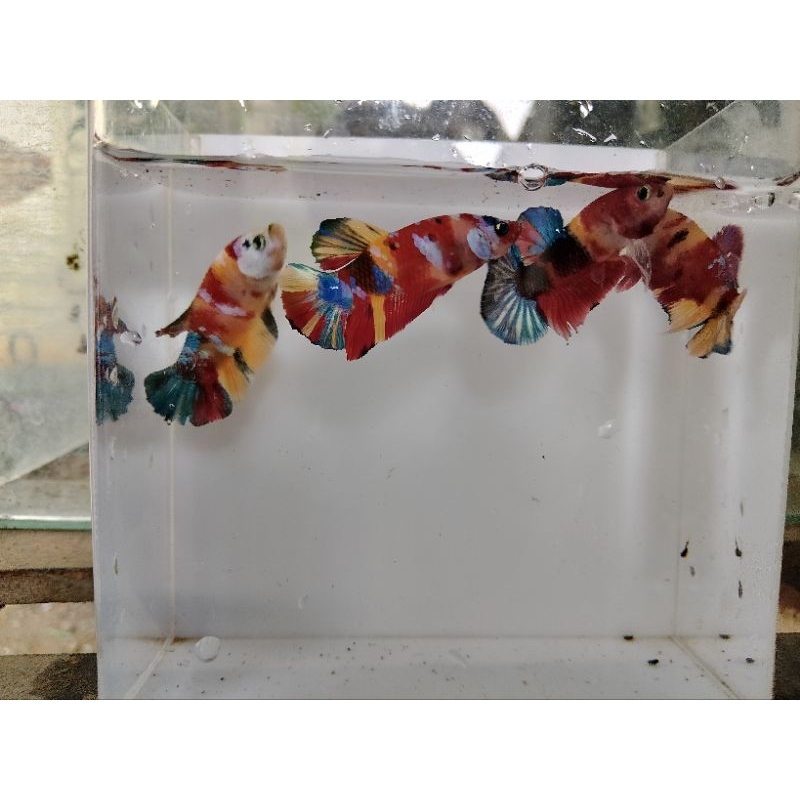 Jual Ikan cupang pk multycolor asli | Shopee Indonesia