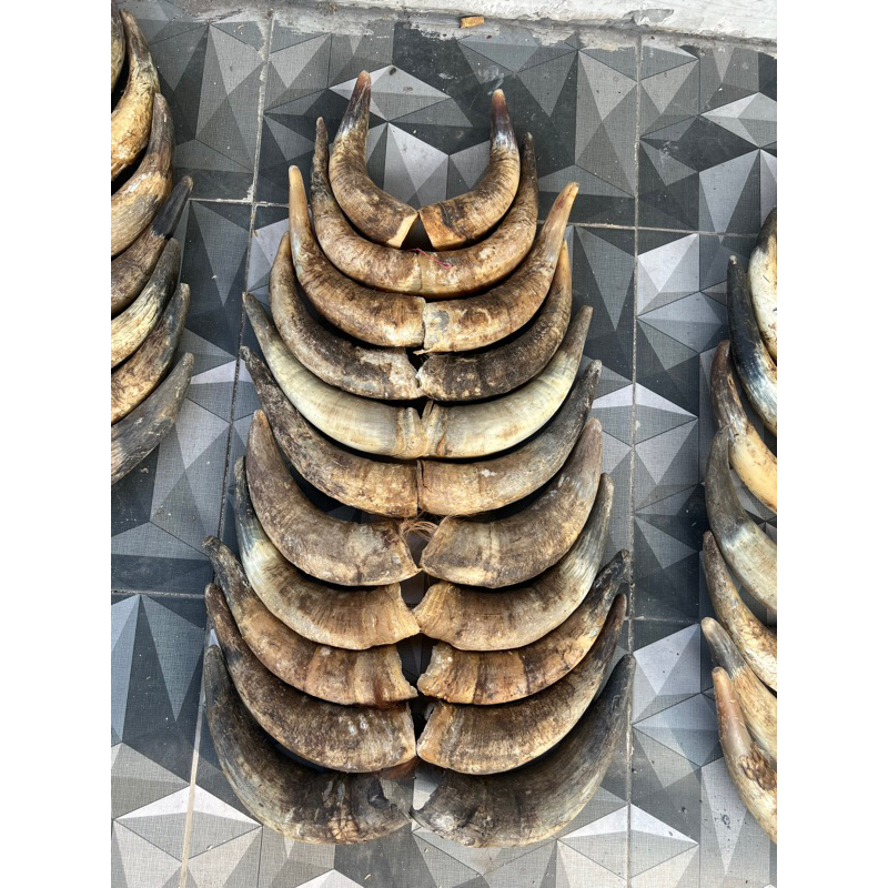 Jual tanduk sapi ukuran 1 kil lebih bahan superan | Shopee Indonesia