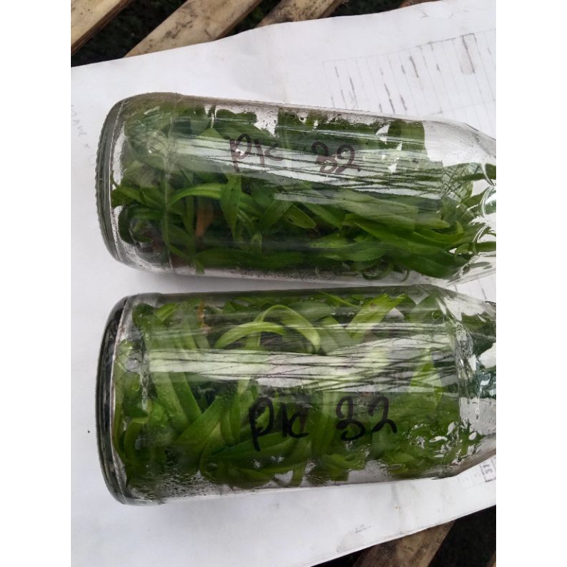 Jual Anggrek bibit botol (Dendrobium intersection) | Shopee Indonesia
