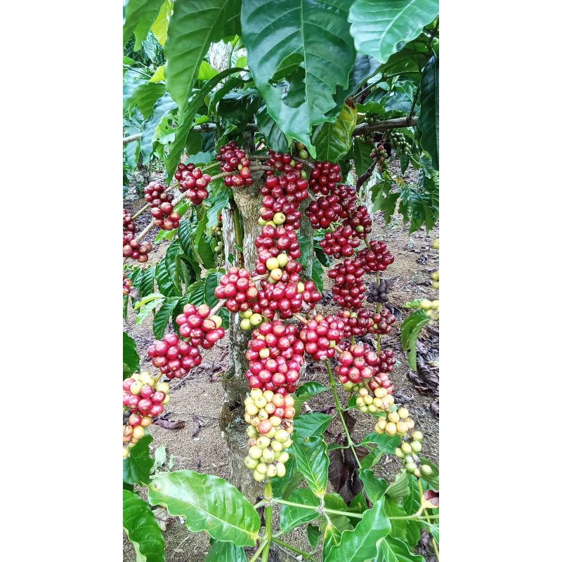 Jual Bibit Semai Kopi Klon Bagio super (1kg) | Shopee Indonesia
