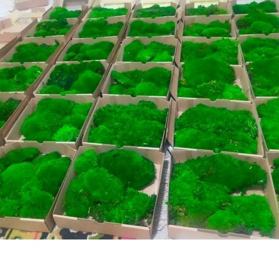 Jual PRESERVED MOSS / LUMUT ABADI / MOSSWALL / TERRARIUM | Shopee Indonesia