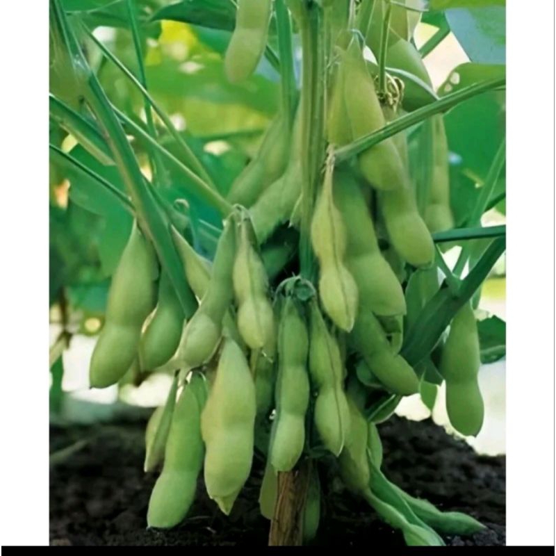 Jual BIJI BENIH KACANG KEDELAI VARIETAS ANJASMORO - ISI 400 BUTIR ...