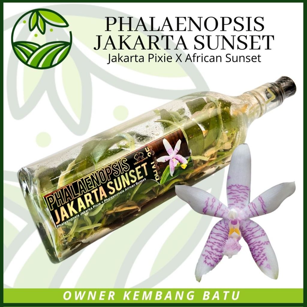 Jual Bibit Anggrek Lokal JAKARTA SUNSET Koleksi Botol Besar Bulan Siap ...
