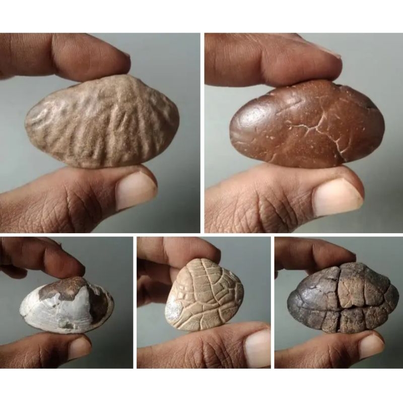 Jual fosil kerang full membatu | Shopee Indonesia