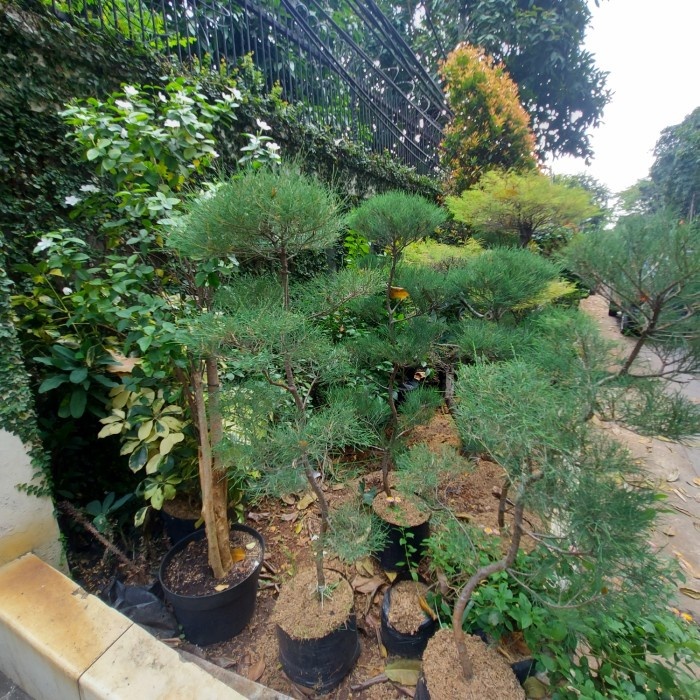 Jual Tanaman Cemara Udang 1Meter+ - Casuarina equisetidolia - Pohon ...