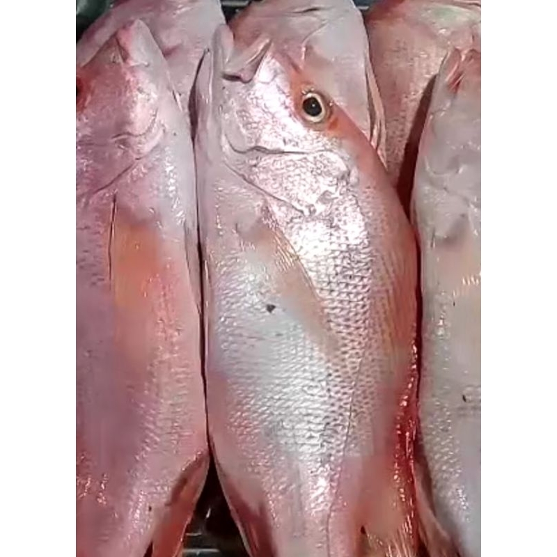 Jual Ikan Kakap Merah Segar 1kg | Shopee Indonesia