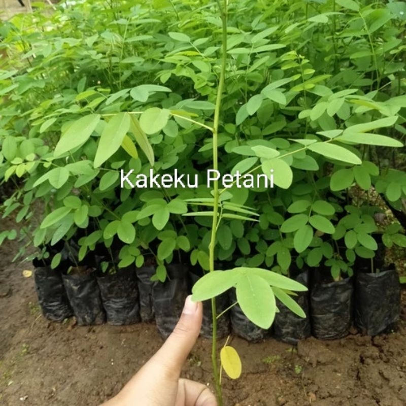 Jual {Beli 5 Gratis 1} BIBIT INDIGOFERA PAKAN TERNAK | Shopee Indonesia