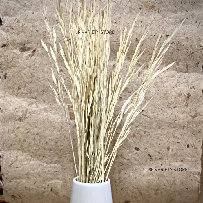 Jual Bunga Kering Avena Dried Flower Buket Bunga 1 ikat 60 cm | Shopee ...