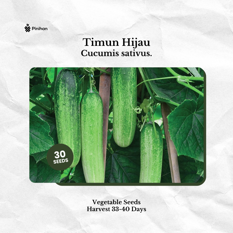 Jual BENIH BIJI SAYURAN TIMUN HIJAU F1- UKURAN SACHET, gardening, urban ...
