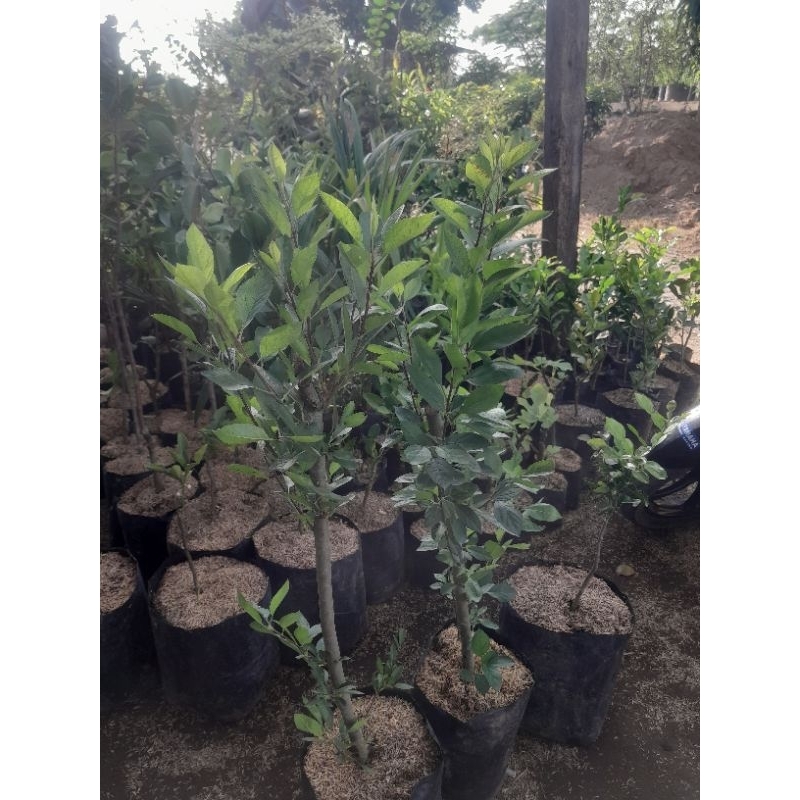 Jual INDUKAN APEL FUJI MERAH BATANG BESAR | Shopee Indonesia