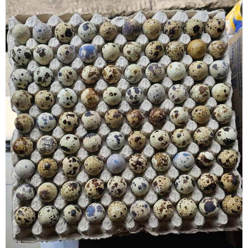 Jual Telur Puyuh Fresh 1 kg/1tray (isi 90 butir) | Shopee Indonesia